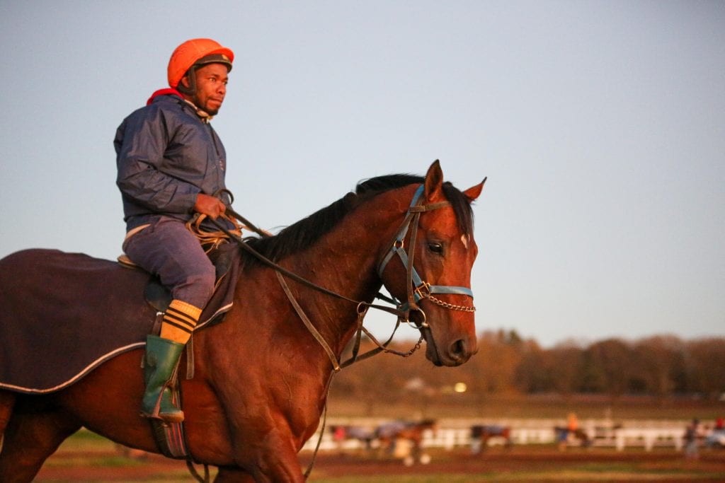 Vodacom Durban July Runners At Summerveld - Thoroughbred Breeders ...
