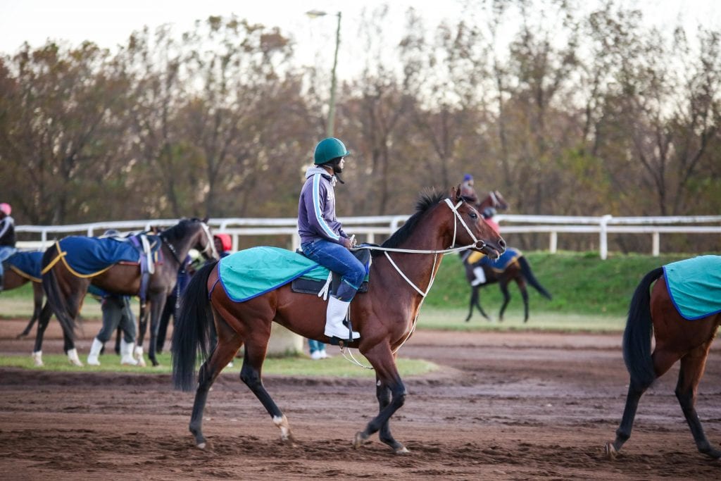Vodacom Durban July Runners At Summerveld - Thoroughbred Breeders ...