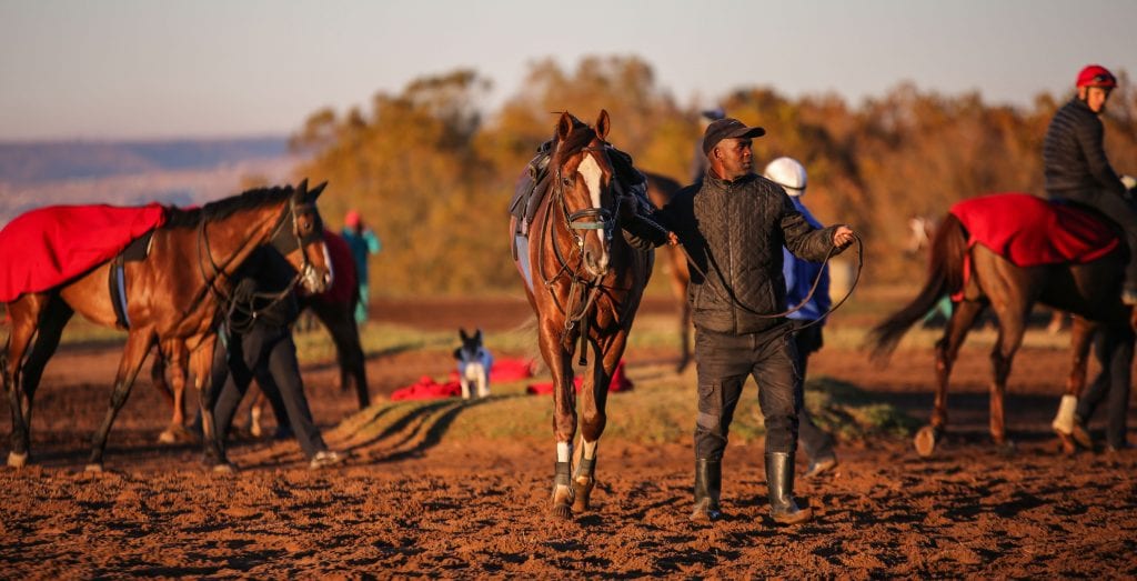 Vodacom Durban July Runners At Summerveld - Thoroughbred Breeders ...